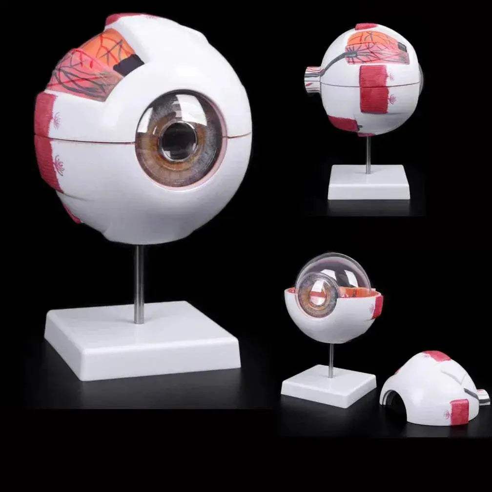 Eyeball Anatomy Model for Eye Diseases Study 6X 3X Human Eye Anatomy ...